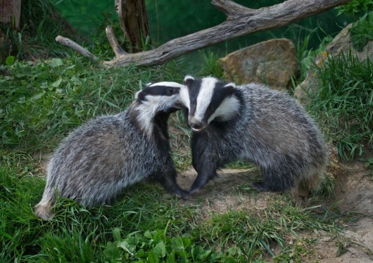 The Social Network: Badger Style