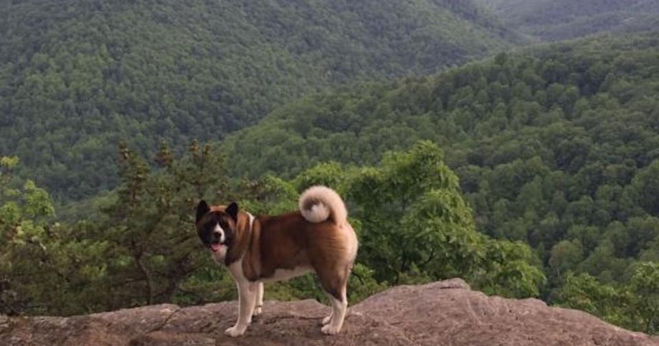 Keeta the dog needs our help