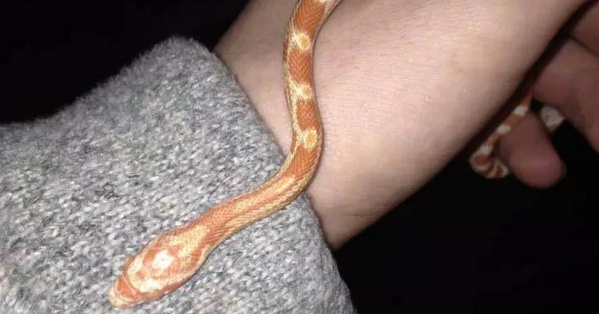 College authorities confiscated our beloved pet snakes