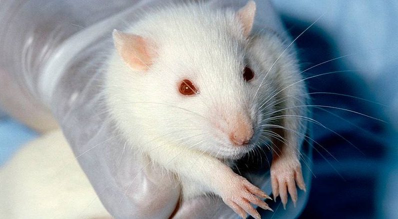 EXCLUSIVE: Glasgow Uni carried out 49,000 procedures on animals last year