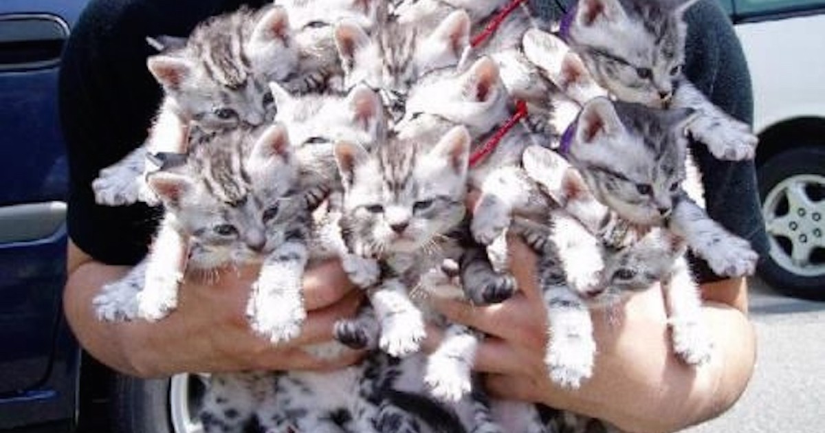 Uber is delivering kittens today