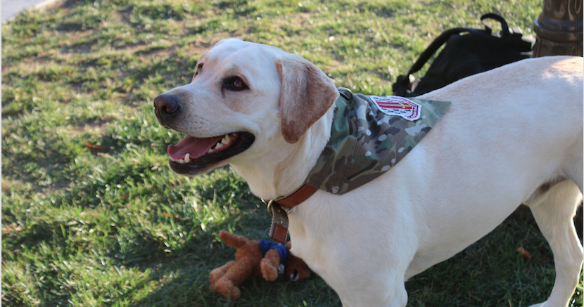 Meet Tank, the Corps of Cadets dog
