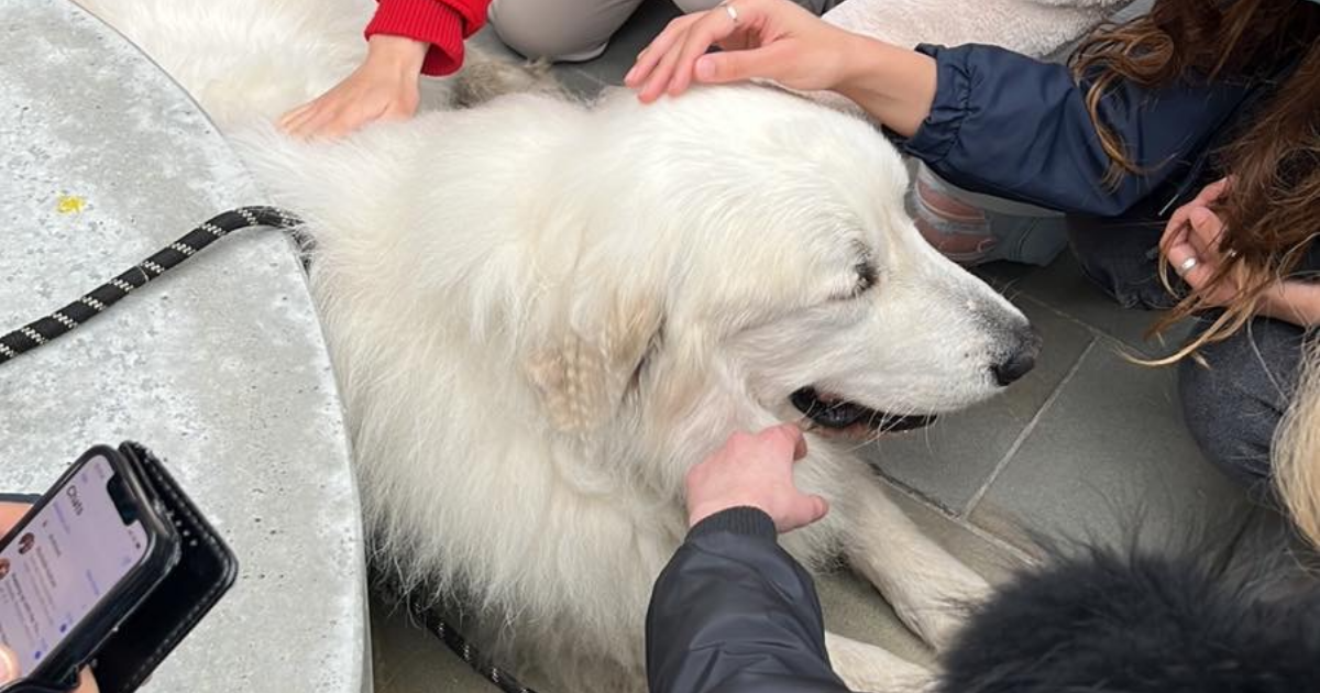 Everyone's Happy: Therapy dogs charmed UCL students on University ...