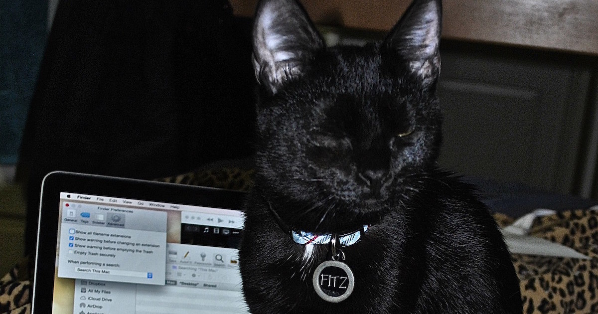 Why you should get a cat in college