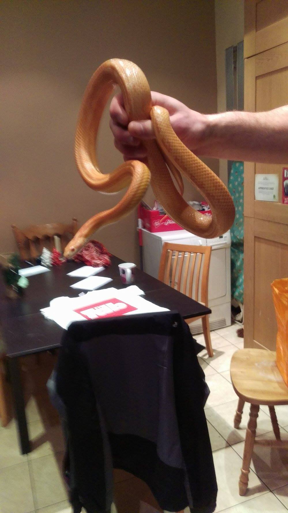 Big Pets on Campus: Sid the Snake