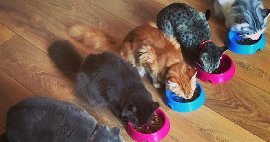 The cat café is looking for volunteers to meet their cats