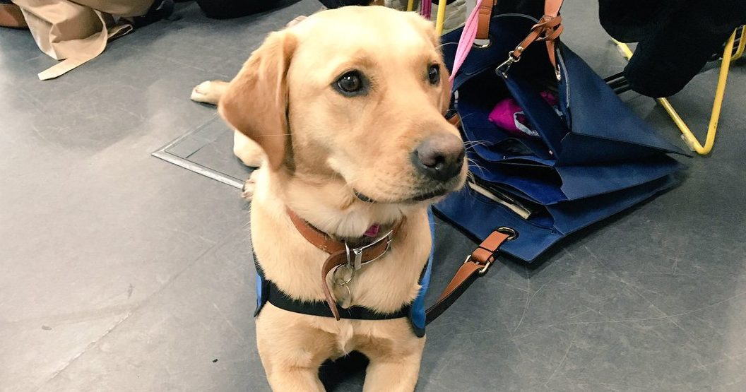 Guide dog puppies are coming to the MMU students' union
