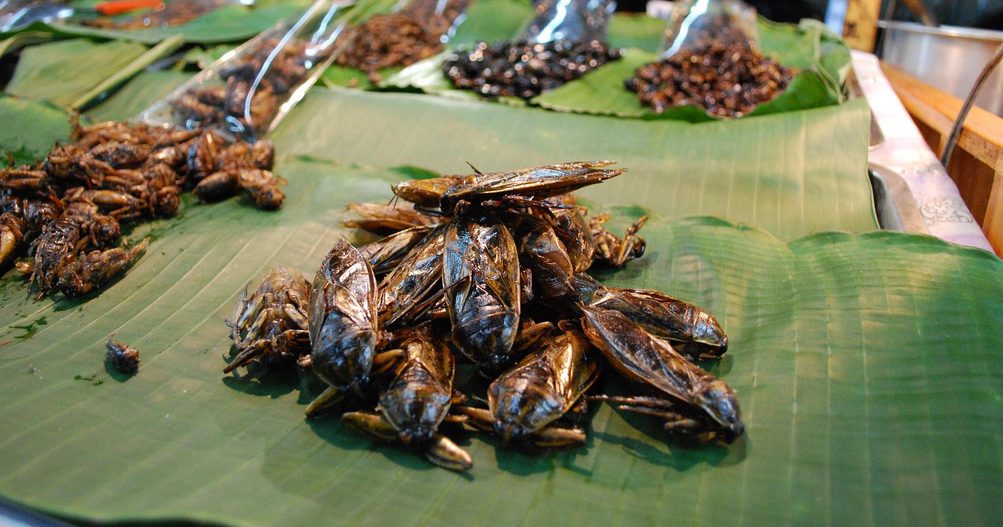 There's a bug restaurant coming to Manchester