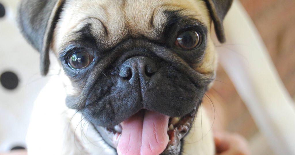 PugFest Manchester is looking for pug-loving volunteers
