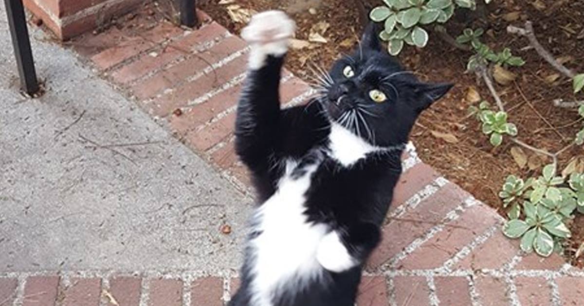 Powell Cat named honorary mascot with statue in its likeness to be put ...