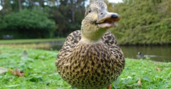 It’s official: Uni of York has the second highest ‘duck density’ of all ...
