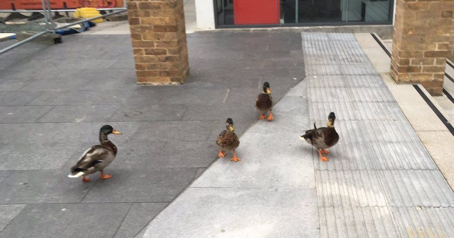 The Lancs ducks are the perfect Valentine’s date, and here's every ...
