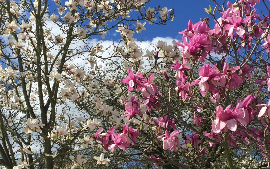 Look how pretty Sheffield is now Spring is here