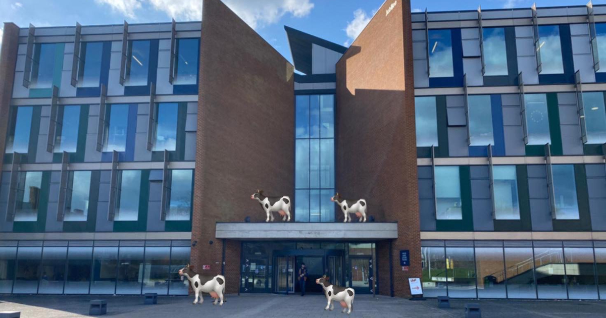 Cows have surrounded the Jubilee Building at Sussex