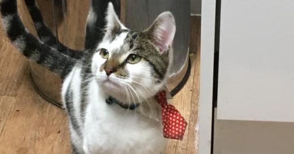 Everything you need to know about the Selly cat, Selly Oak's biggest ...