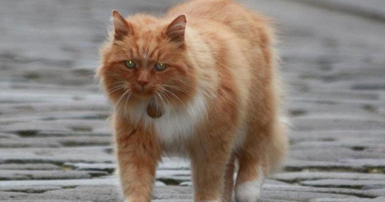 The history of Hamish McHamish, the cat that belonged to St Andrews