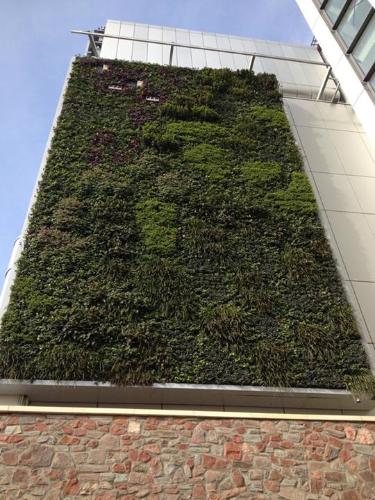 It's alive! New 'living wall' installed at Life Sciences building.