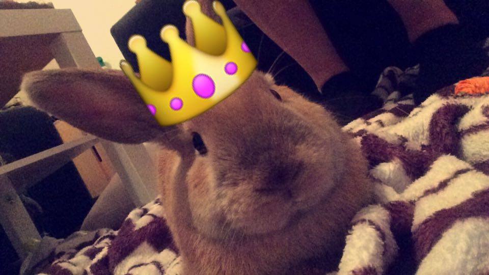 BPOC: Princess Bunni