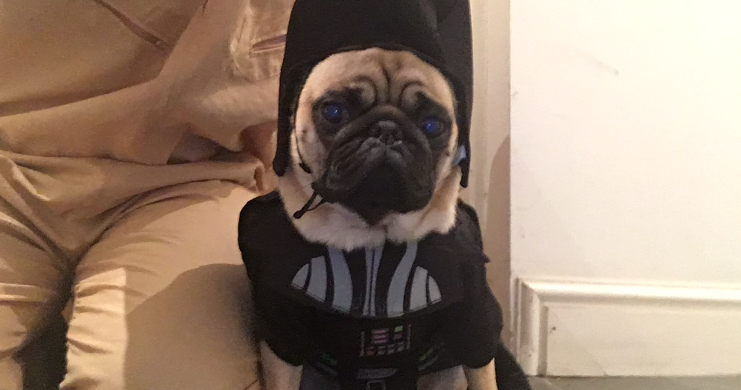 Cardiff's BPOC: Gary the Pug