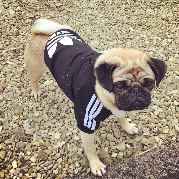 Cardiff's BPOC: Gary the Pug