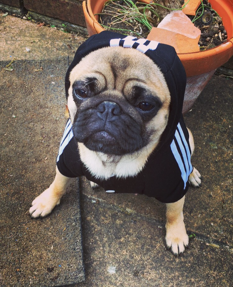 Cardiff's BPOC: Gary the Pug