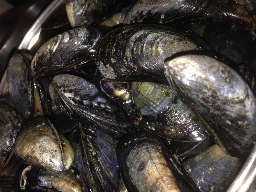 Tab Treats: Mr Mussels - University of Cambridge