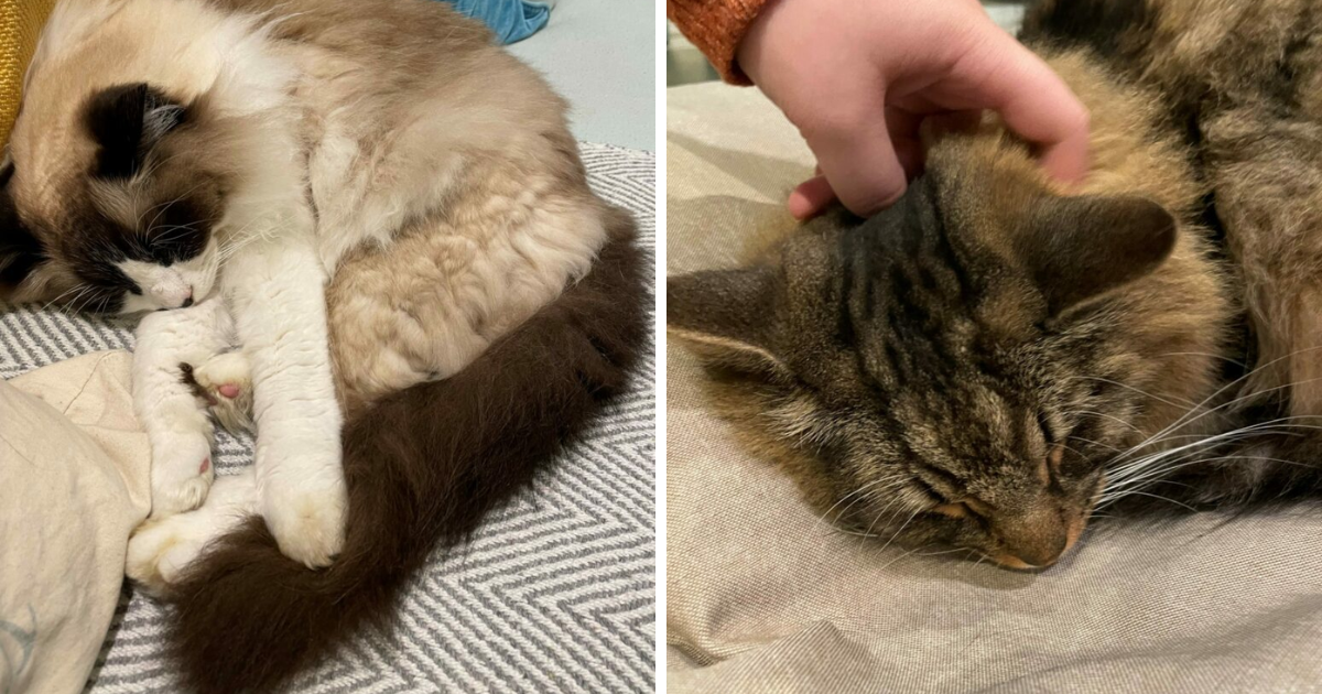 I visited Edinburgh cat cafe Maison de Moggy, here's my review