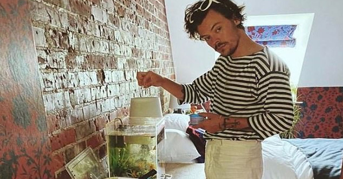 Harry Styles fed a fan's fish whilst she was out of the house