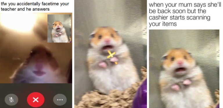 Scared hamster meme: Where did it actually come from and is it real?