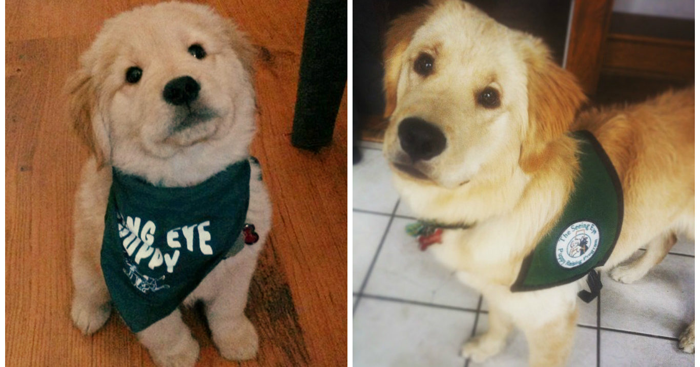 What it's like raising Seeing Eye dogs