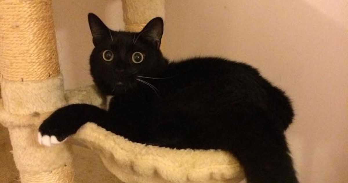 BPOC: Kevin the Cat lives on Angell Street and watches Family Feud