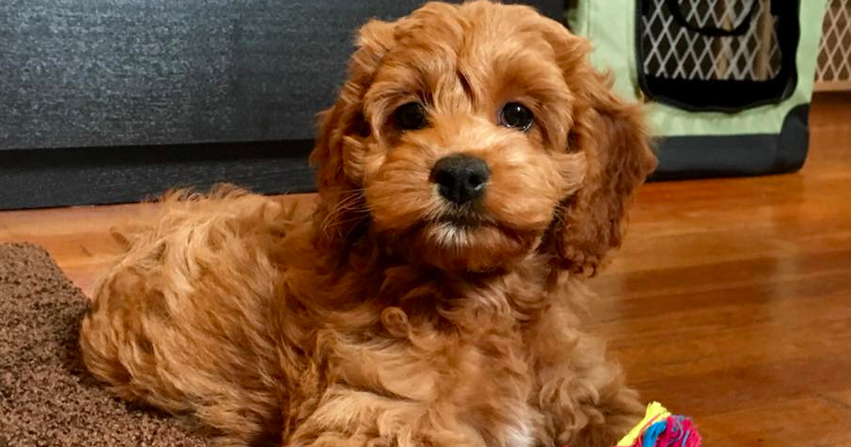 BPOC: Is it a teddy bear or a puppy?